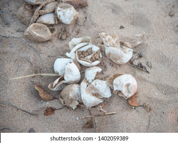 413 Empty turtle shell Images, Stock Photos & Vectors | Shutterstock