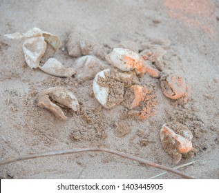 118 Flatback sea turtle Images, Stock Photos & Vectors | Shutterstock
