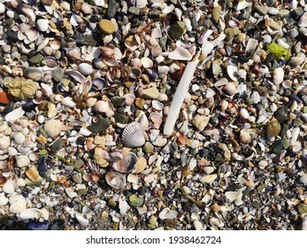 7 Gould's Razor Shell Images, Stock Photos & Vectors | Shutterstock