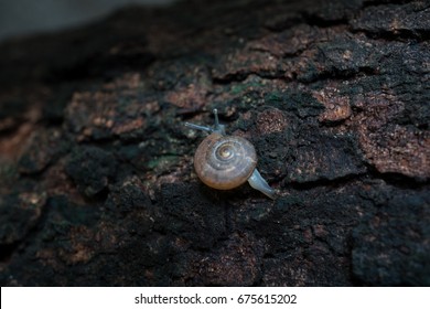 Dextral Images, Stock Photos & Vectors | Shutterstock