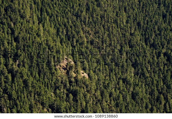 High Elevation Pine Forests Olympic National Stock Photo 1089138860 ...