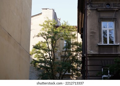 20,299 Tree Between Buildings Images, Stock Photos & Vectors | Shutterstock
