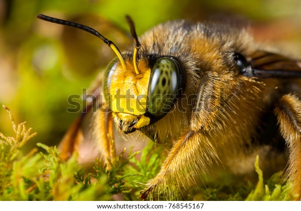 High Magnification Bumblebee Face Portrait Compound Stock Photo ...