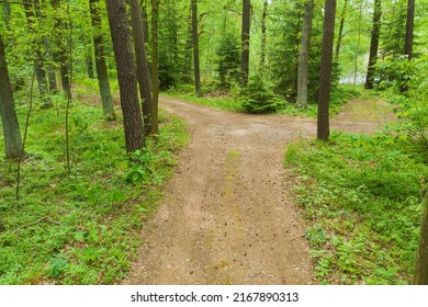 47,588 Forked tree Images, Stock Photos & Vectors | Shutterstock