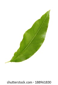 High Resolution Green Leaf Isolated On Stock Photo 188961830 | Shutterstock