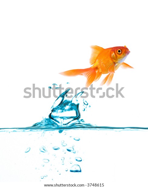 High resolution image of fish jumping up.