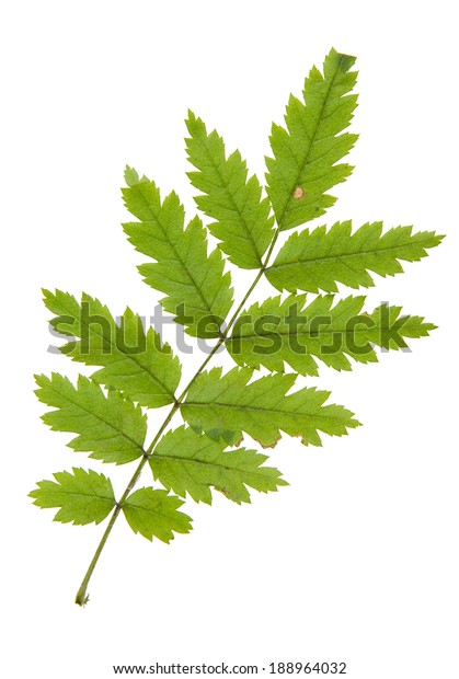 High Resolution Leaf Rowan Tree Isolated Stock Photo 188964032 ...