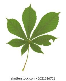 High Resolution Leaf Texture Scan Stock Photo 1021316701 | Shutterstock
