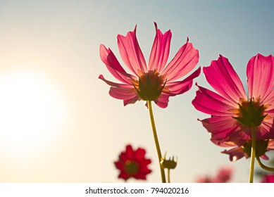 20,967 Low angle flower Images, Stock Photos & Vectors | Shutterstock