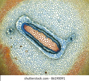 High Resolution Photo Root Section Stock Photo (Edit Now) 86190091