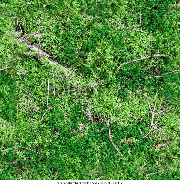 High Resolution Seamless Texture Forest Ground Stock Photo 2052808082 ...