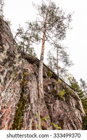 High Tree Stock Photo 333499370 | Shutterstock