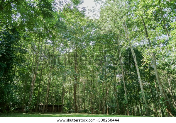 High Tree Forest Stock Photo 508258444 | Shutterstock