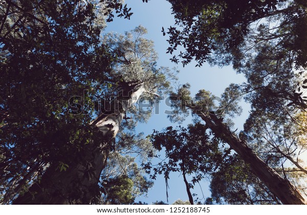 High Tree Tops Stock Photo 1252188745 | Shutterstock
