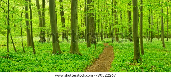 Hiking Path Trough Forest Beech Trees Stock Photo 790522267 | Shutterstock