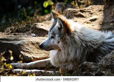 Himalayan Wolf Stock Photo 598093397 | Shutterstock