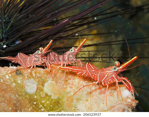 Hingebeak Shrimp Stock Photo 206523937 | Shutterstock