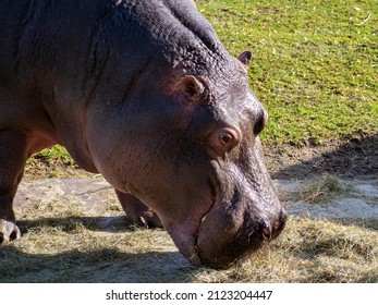 3,473 Hippo eating Images, Stock Photos & Vectors | Shutterstock