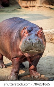 Hippo Looking Camera Stock Photo 784281865 | Shutterstock