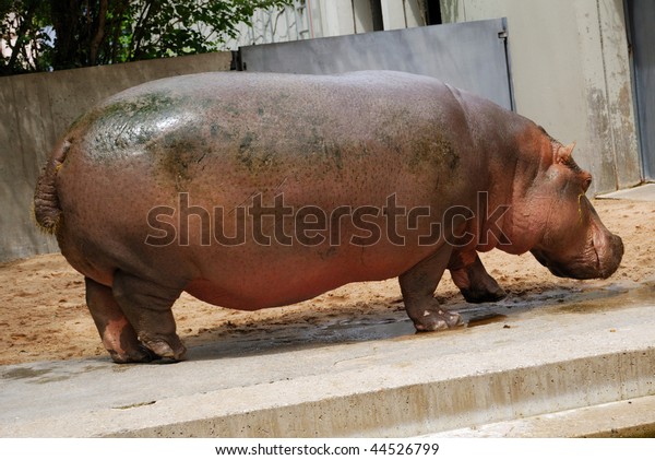 Hippo Side View Stock Photo (Edit Now) 44526799