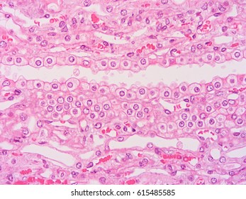 Histology Human Under Microscope View Stock Photo 615485585 | Shutterstock