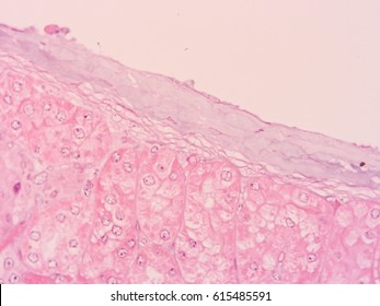 Histology Human Under Microscope View Stock Photo (Edit Now) 615485591