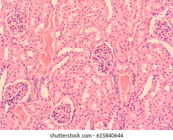 Histology Human Under Microscope View Stock Photo 615840644 | Shutterstock