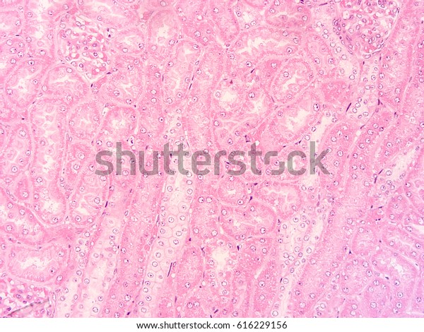 Histology Human Under Microscope View Stock Photo 616229156 | Shutterstock