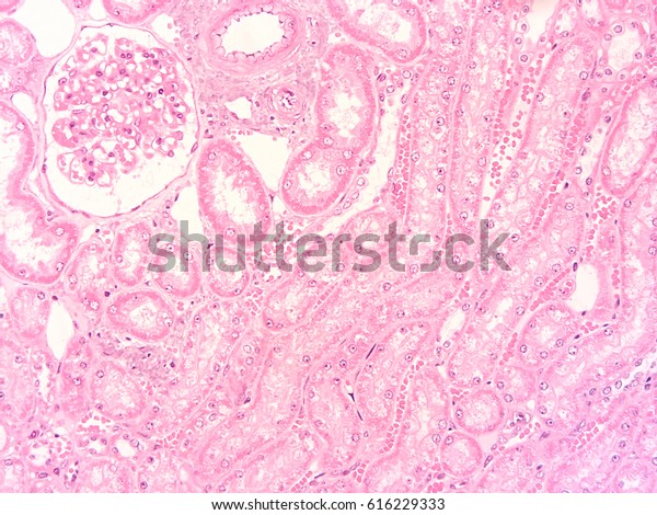 Histology Human Under Microscope View Stock Photo 616229333 | Shutterstock