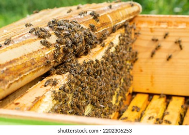 Hive Without Frames Bees Close Stock Photo 2202306253 | Shutterstock