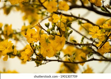 1,602 Hoa mai flower Stock Photos, Images & Photography | Shutterstock