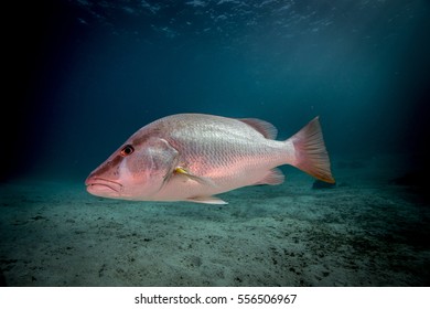 6 imágenes de Hog snapper - Imágenes, fotos y vectores de stock ...