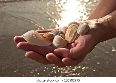 100 Shells clustered together Stock Photos, Images & Photography ...