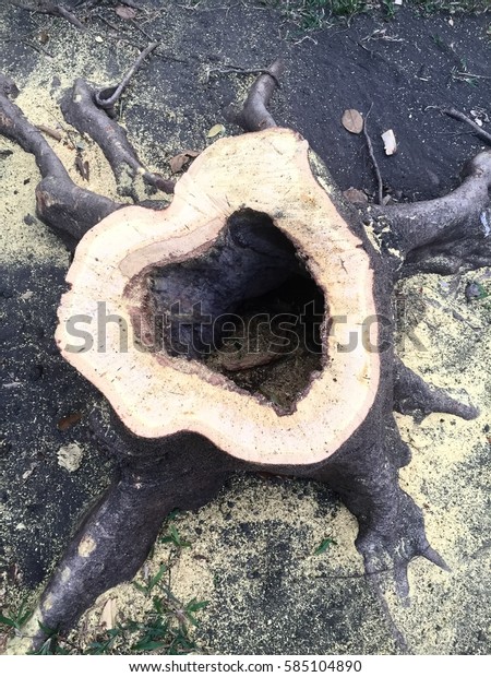 Hole Inside Tree Root Top View Stock Photo 585104890 | Shutterstock