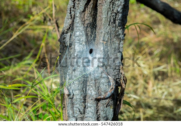 Hole Tree Stock Photo (Edit Now) 547426018