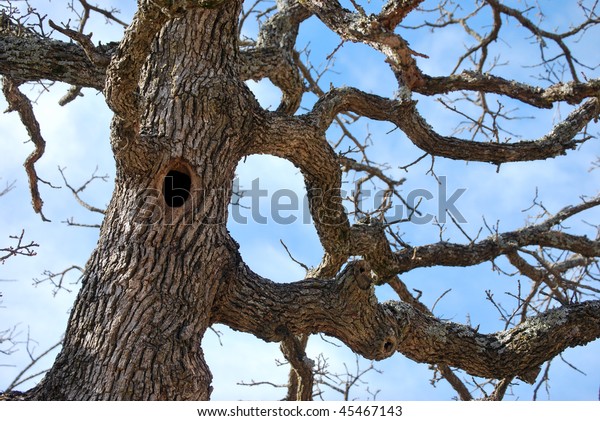 Hole Tree Trunk Stock Photo 45467143 | Shutterstock