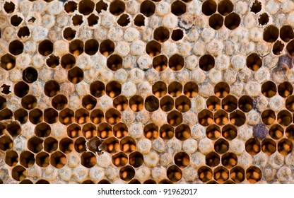 Honey Comb Stock Photo 91962017 | Shutterstock