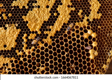 Honeycomb Bee Texture Background Stock Photo 1748053229 | Shutterstock