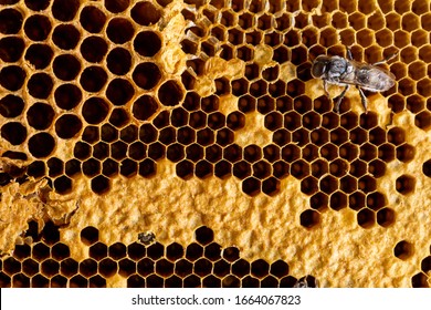 Honeycomb Bee Texture Background Stock Photo 1664067823 | Shutterstock