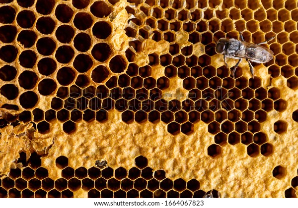 Honeycomb Bee Texture Background Stock Photo 1664067823 | Shutterstock
