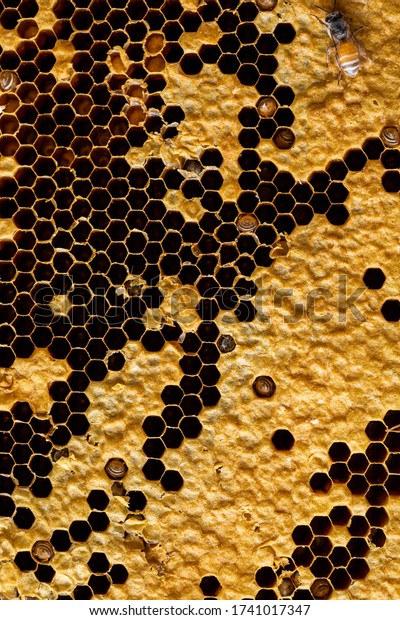 Honeycomb Bee Texture Background Stock Photo 1741017347 | Shutterstock