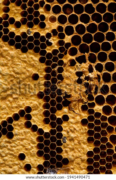Honeycomb Bee Texture Background Stock Photo 1941490471 | Shutterstock