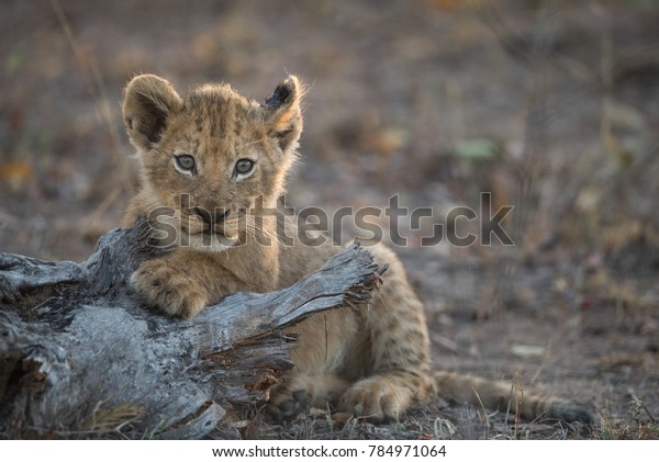 Horizontal Colour Image Tiny Spotted Lion Stock Photo (Edit Now) 784971064