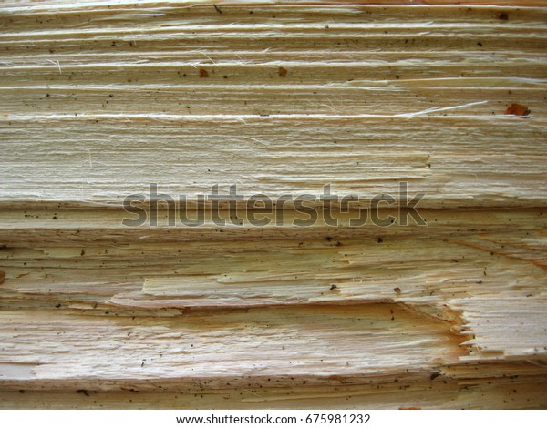 Horizontal Cross Section Tree Trunk Stock Photo 675981232 | Shutterstock
