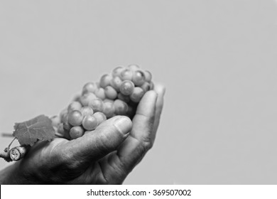 19,689 Hand holding grapes Images, Stock Photos & Vectors | Shutterstock