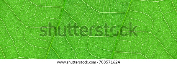 Horizontal Green Leaf Texture Pattern Background Stock Photo 708571624 ...