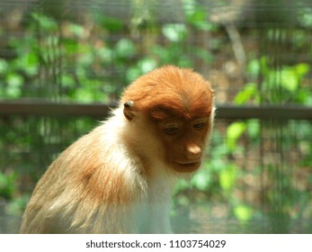 Horizontal Image Proboscis Sad Monkey Single Stock Photo 1103754029 ...