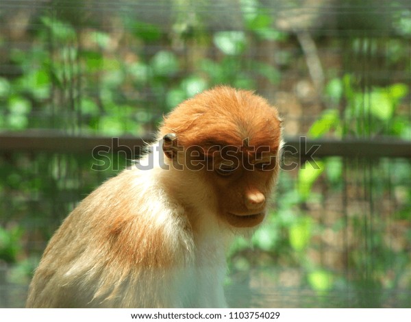 Horizontal Image Proboscis Sad Monkey Single Stock Photo 1103754029 ...