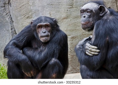 493 Two chimps Stock Photos, Images & Photography | Shutterstock
