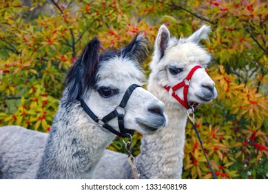 Horizontal Image Two Haltered Alpacas Front Stock Photo 1331408198 ...